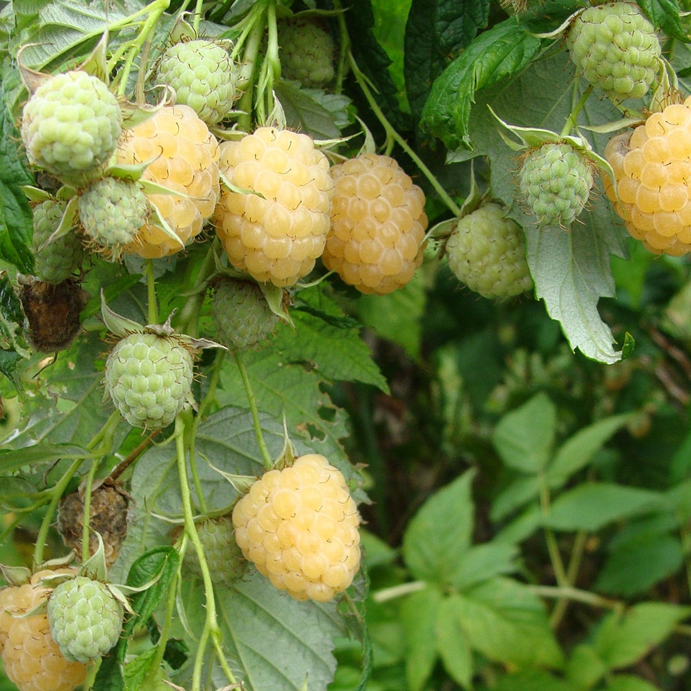 Wild Yellow Raspberries